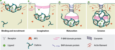 How does invagination and maturation of the clathrin-coated vesicle ...