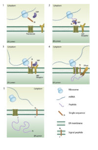 Protein Localization - Mechanobiology Institute, National University of ...