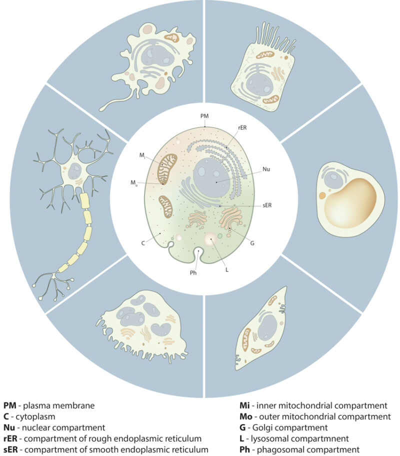 The Cell - Mechanobiology Institute, National University of Singapore