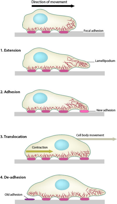 What steps are involved in Lamellipodia assembly? - Mechanobiology ...