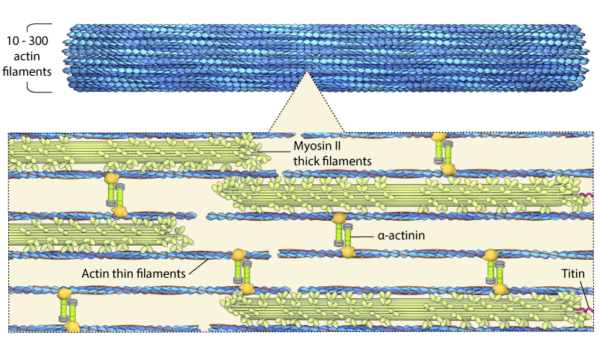 What are Contractile Fibers? - Mechanobiology Institute, National ...