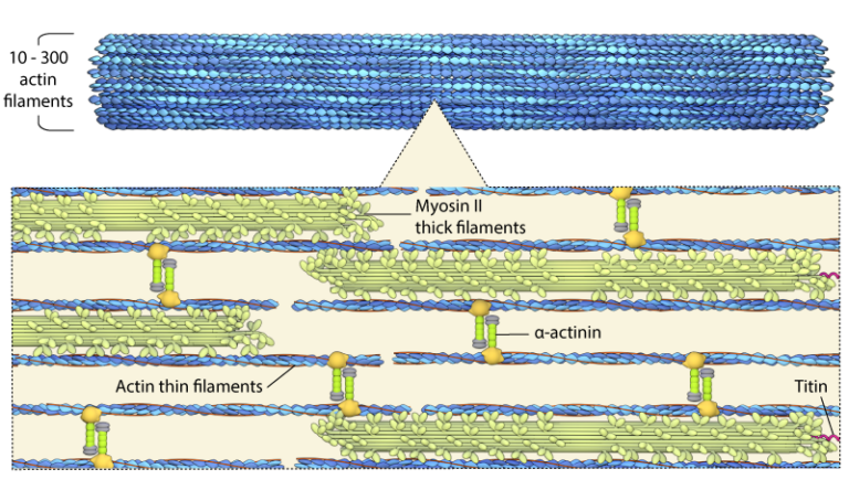 What are Contractile Fibers? - Mechanobiology Institute, National ...