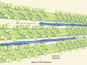 What are Contractile Fibers? - Mechanobiology Institute, National ...