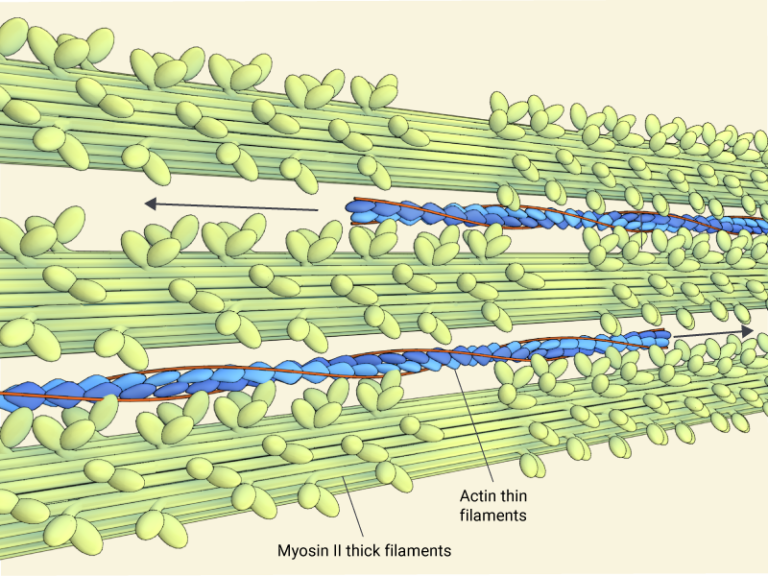 What are Contractile Fibers? - Mechanobiology Institute, National ...