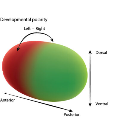 What is cell polarity? - Mechanobiology Institute, National University ...