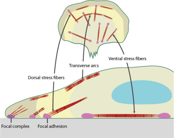 What are stress fibers? - Mechanobiology Institute, National University ...