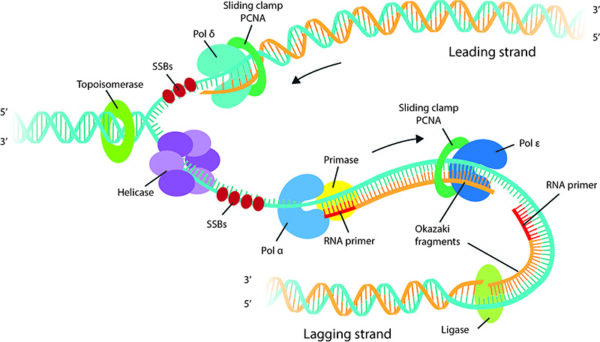 How is DNA replicated? - Mechanobiology Institute, National University ...