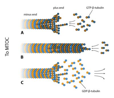 What is microtubule dynamic instability? - Mechanobiology Institute ...