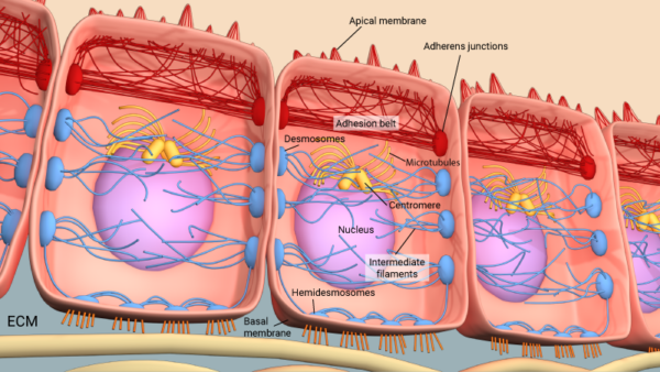 What are cell-cell adhesions? - Mechanobiology Institute, National University of Singapore