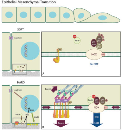 What is the epithelial to mesenchymal transition? - Mechanobiology ...