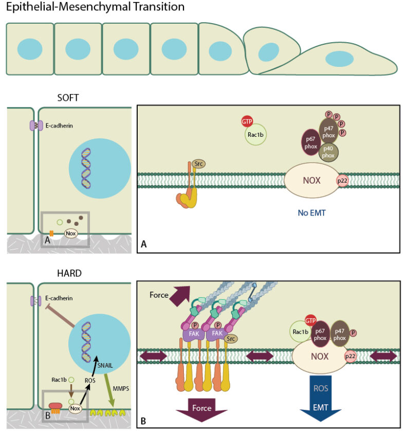 What is the epithelial to mesenchymal transition? - Mechanobiology Institute, National ...