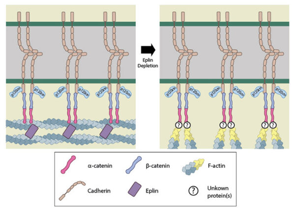What is the role of adaptor proteins in the stabilization and function ...