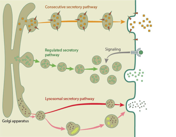 What is exocytosis? - Mechanobiology Institute, National University of ...