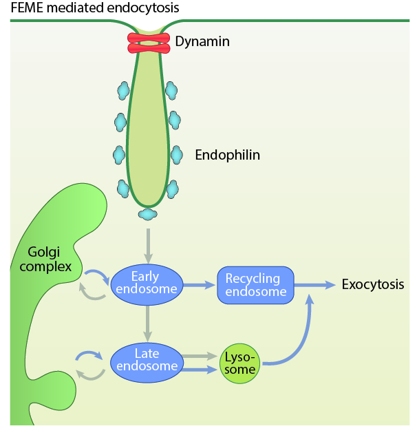 What is Fast Endophilin-Mediated Endocytosis (FEME)? - Mechanobiology ...