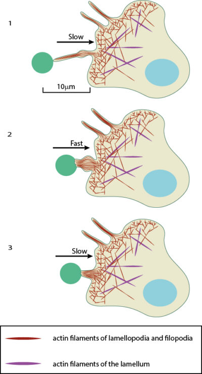 How do filopodia pull on a substrate? - Mechanobiology Institute ...