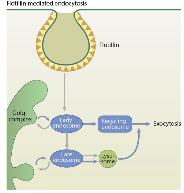 What is flotillin-associated endocytosis? - Mechanobiology Institute ...