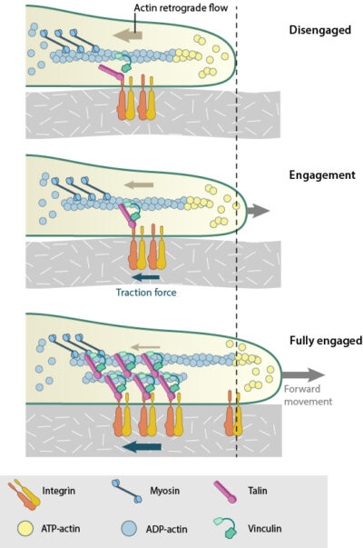 How do focal adhesions act as molecular clutches in lamellipodia? - Mechanobiology Institute ...