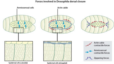 How is dorsal closure controlled by mechanics? - Mechanobiology ...