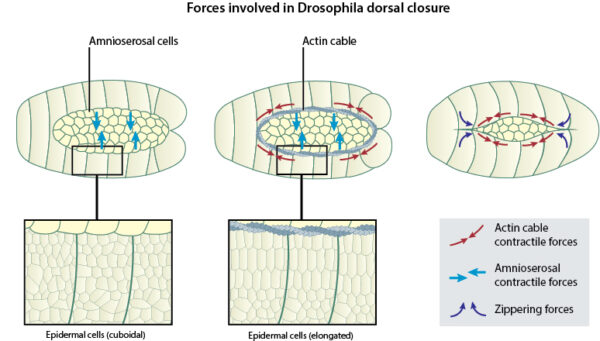 How is dorsal closure controlled by mechanics? - Mechanobiology ...