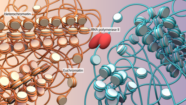 What are chromatin, heterochromatin and euchromatin? - Mechanobiology ...