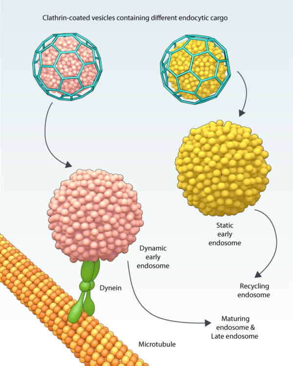 How are clathrin-coated vesicles transported? - Mechanobiology ...