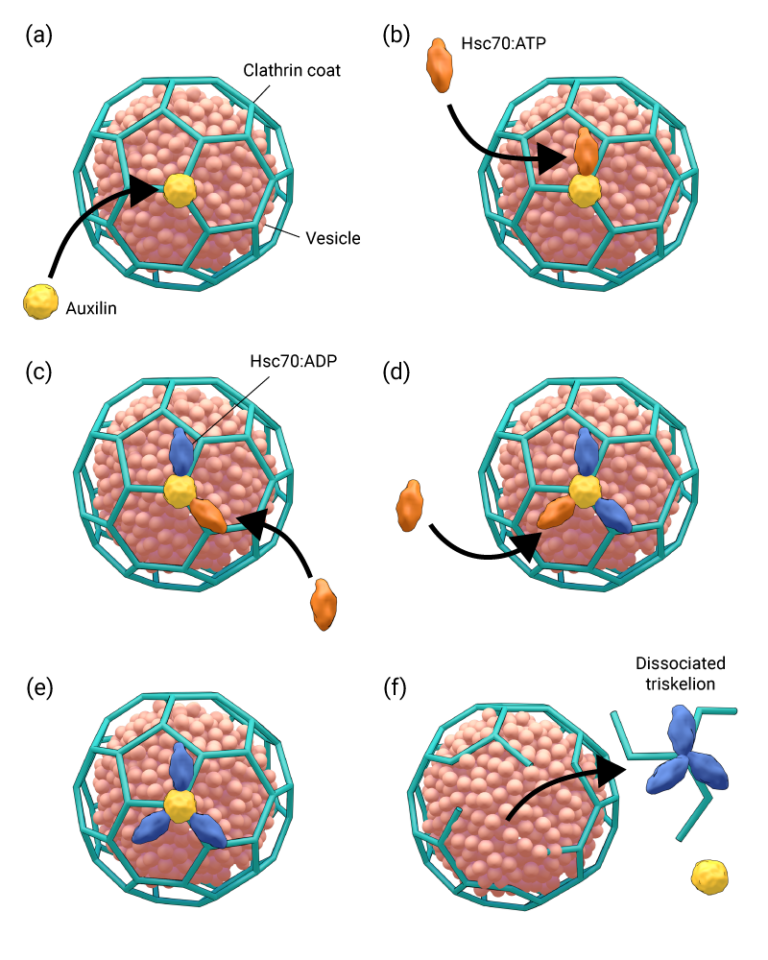 How are clathrin-coated vesicles uncoated? - Mechanobiology Institute ...