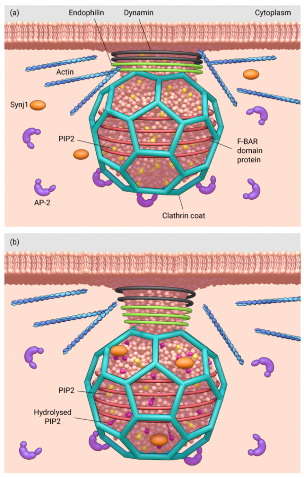 How does the clathrin-coated vesicle neck narrow? - Mechanobiology ...