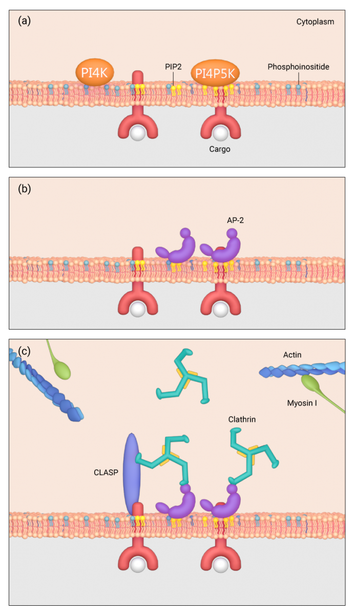 How is clathrin recruited to the plasma membrane? - Mechanobiology ...