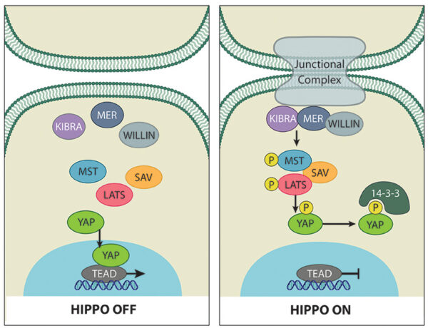 What is the Hippo-YAP/TAZ tumor-suppressor pathway? - Mechanobiology Institute, National ...