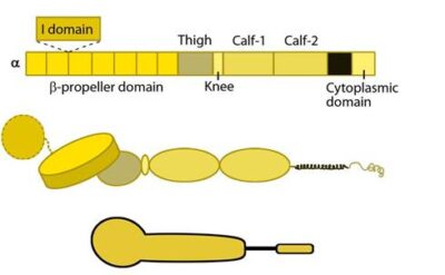 What is integrin? - Mechanobiology Institute, National University of ...