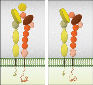 What is integrin? - Mechanobiology Institute, National University of ...