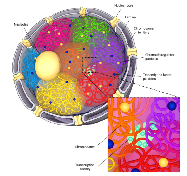 Genome Regulation - Mechanobiology Institute, National University of ...