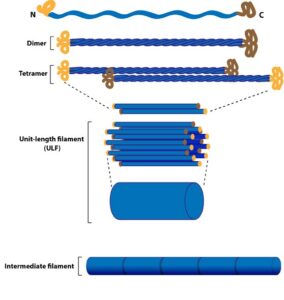 How are intermediate filaments assembled? - Mechanobiology Institute ...