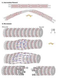What are intermediate filaments? - Mechanobiology Institute, National ...