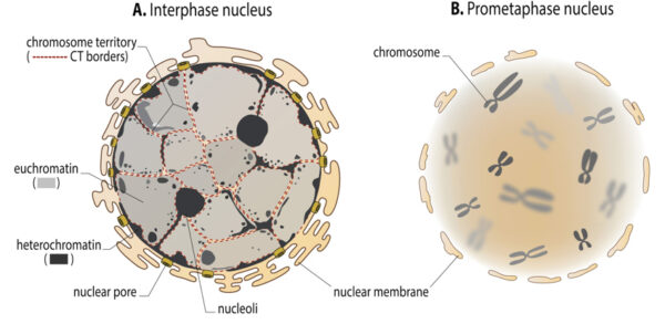 What are chromatin, heterochromatin and euchromatin? - Mechanobiology ...