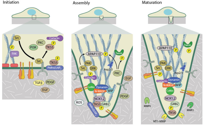 What mechanisms drive invadopodia extension? - Mechanobiology Institute ...