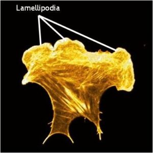 What are lamellipodia and lamella? - Mechanobiology Institute, National ...
