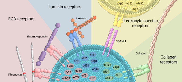 What ligands bind to integrin? - Mechanobiology Institute, National ...
