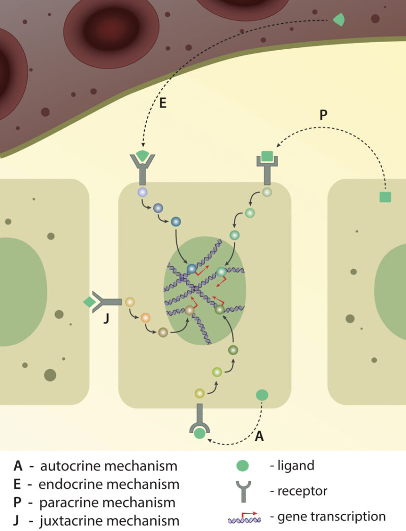 Mechanosignaling - Mechanobiology Institute, National University of ...