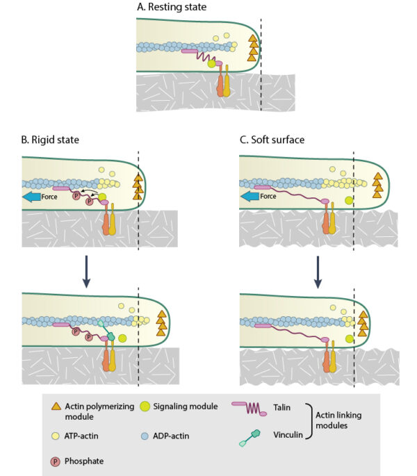 How are focal adhesion dynamics regulated? - Mechanobiology Institute, National University of ...