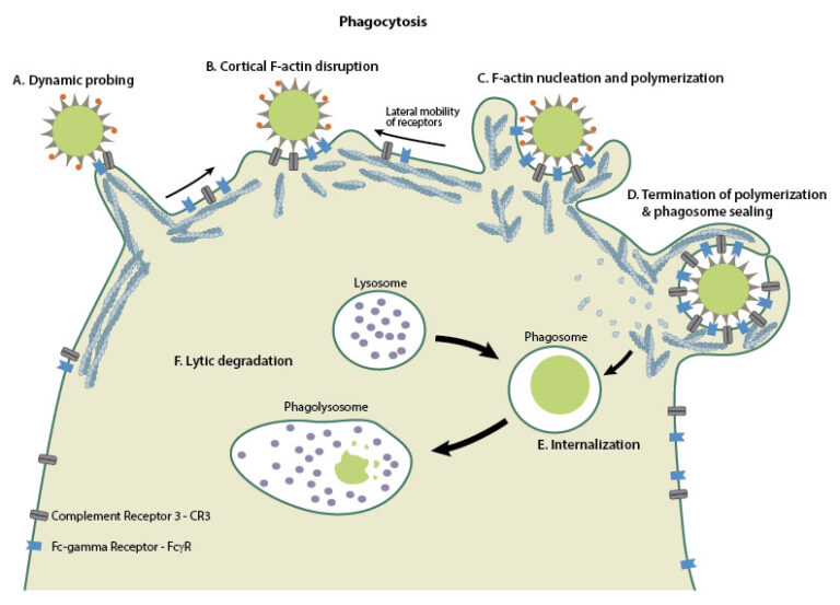 What is phagocytosis? - Mechanobiology Institute, National University ...