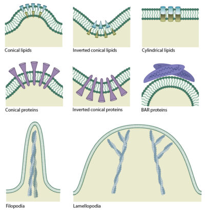 What is membrane curvature? - Mechanobiology Institute, National ...
