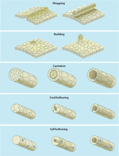 What are epithelial tubes? - Mechanobiology Institute, National ...