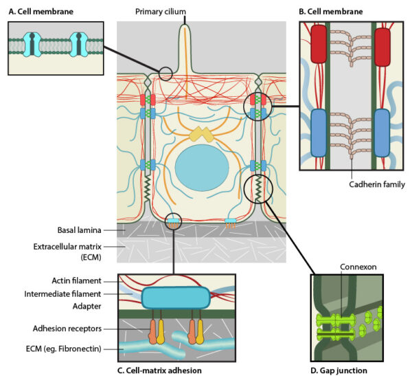 Is Mechanosensing an Active Process? - Mechanobiology Institute ...