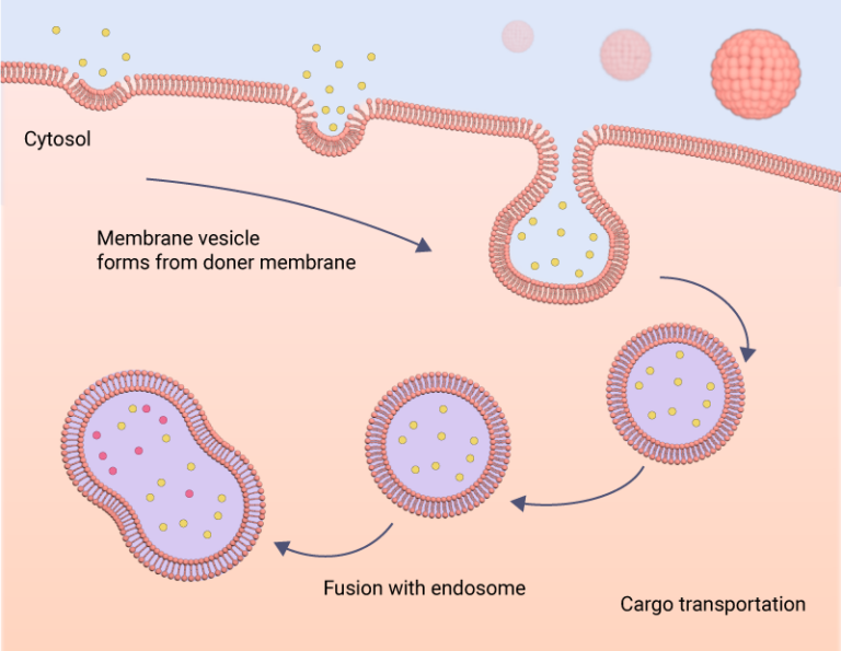 Membrane Dynamics - Mechanobiology Institute, National University of ...