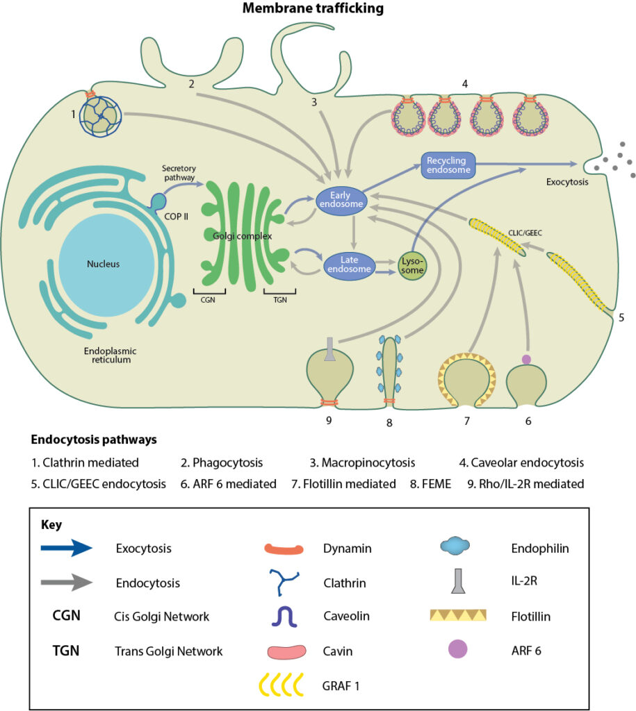 What is Membrane Trafficking? - Mechanobiology Institute, National University of Singapore