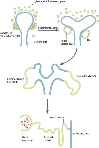What is the mesenchymal to epithelial transition? - Mechanobiology ...