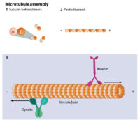 What are microtubules? - Mechanobiology Institute, National University ...