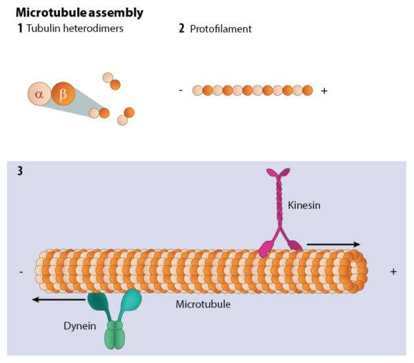 What are microtubules? - Mechanobiology Institute, National University ...