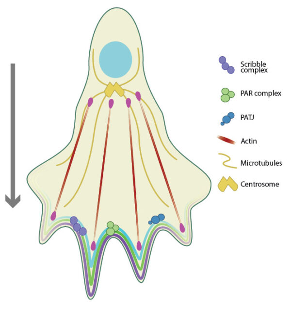 How are lipids and protein complexes segregated during cell ...